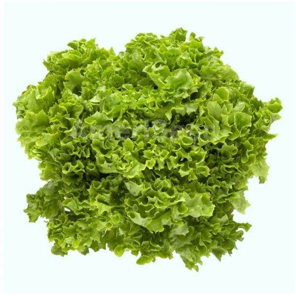 Lettuce Frilly Iceberg – AmeriSeed