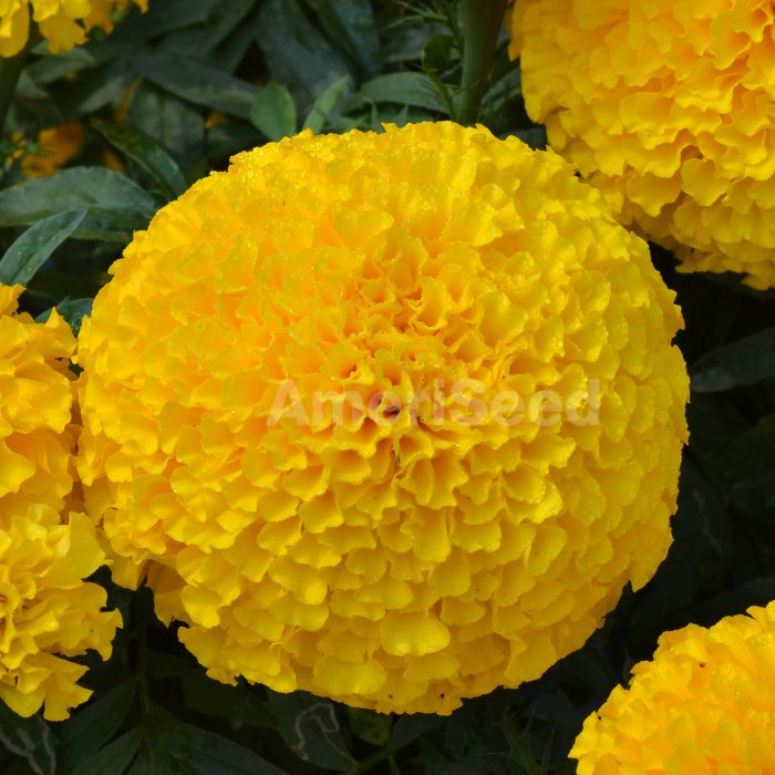 Marigold Bali Gold – AmeriSeed