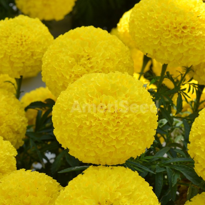 Marigold Bali Yellow – AmeriSeed