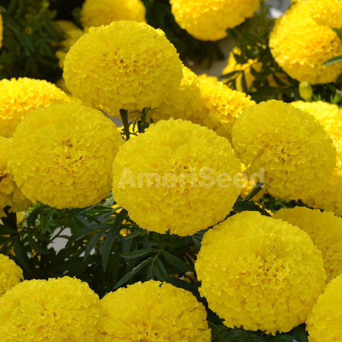 Marigold Bali Yellow – AmeriSeed