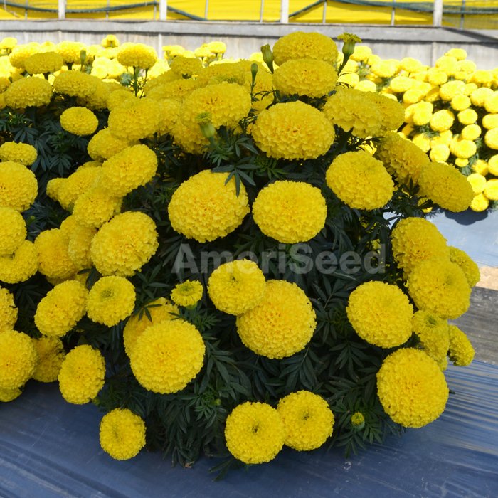 Marigold Bali Yellow – AmeriSeed