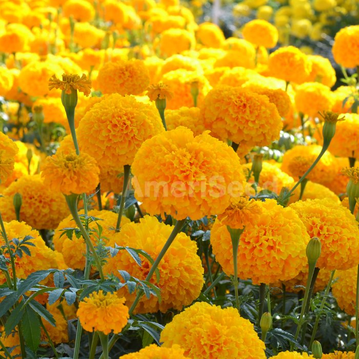 Marigold Oriental Deep Gold – AmeriSeed