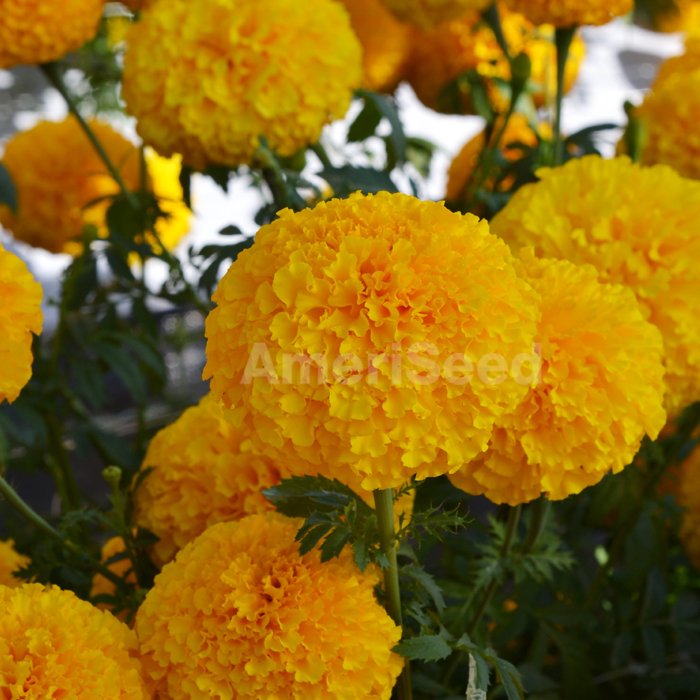 Marigold Oriental Deep Gold – AmeriSeed