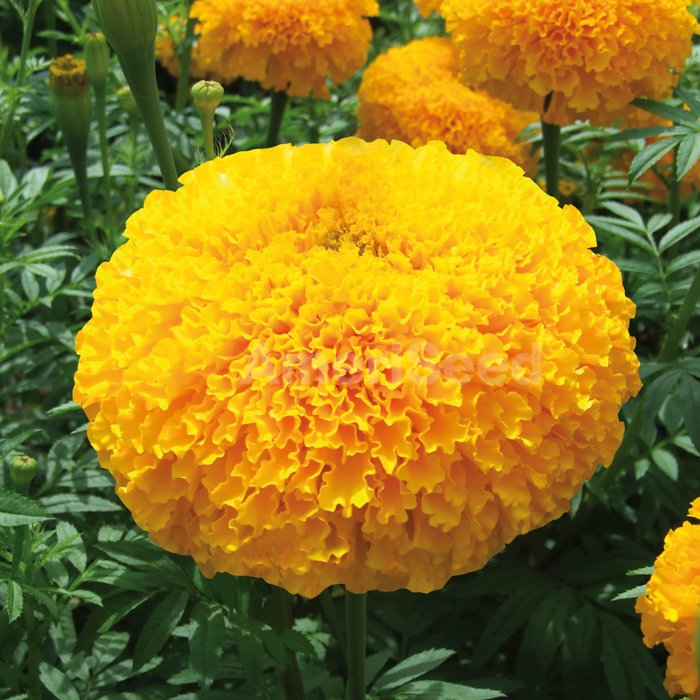 Marigold Oriental Deep Gold – AmeriSeed