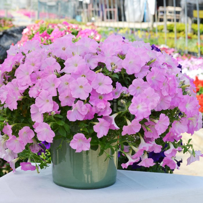 Petunias Hotunia Radiance Lilac – AmeriSeed