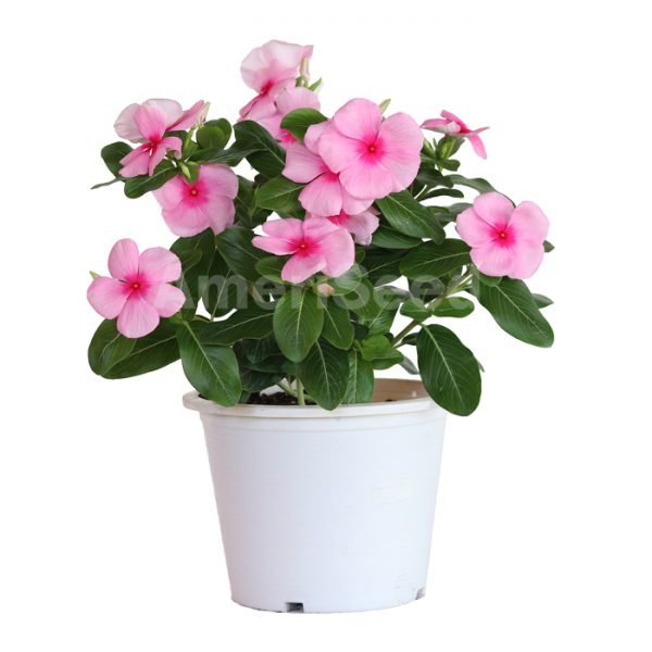 Vinca Mega Bloom Strawberry – AmeriSeed