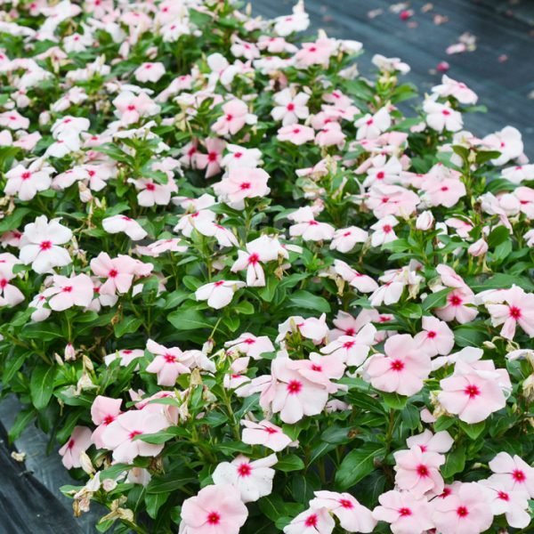 Vinca Mega Bloom Apricot – AmeriSeed