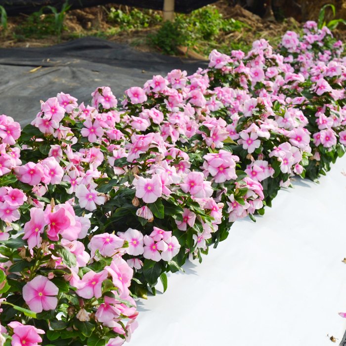 Vinca Mega Bloom Icy Pink – AmeriSeed