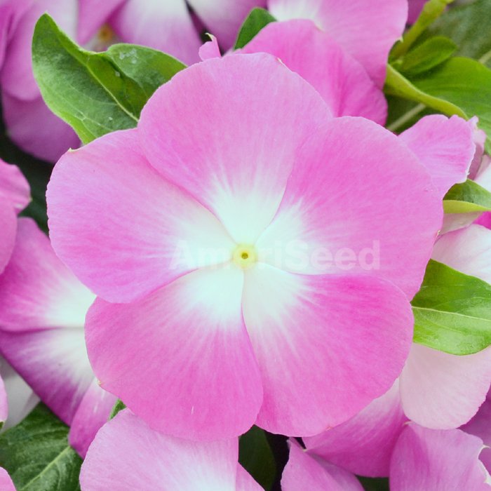 Vinca Mega Bloom Pink Halo – AmeriSeed