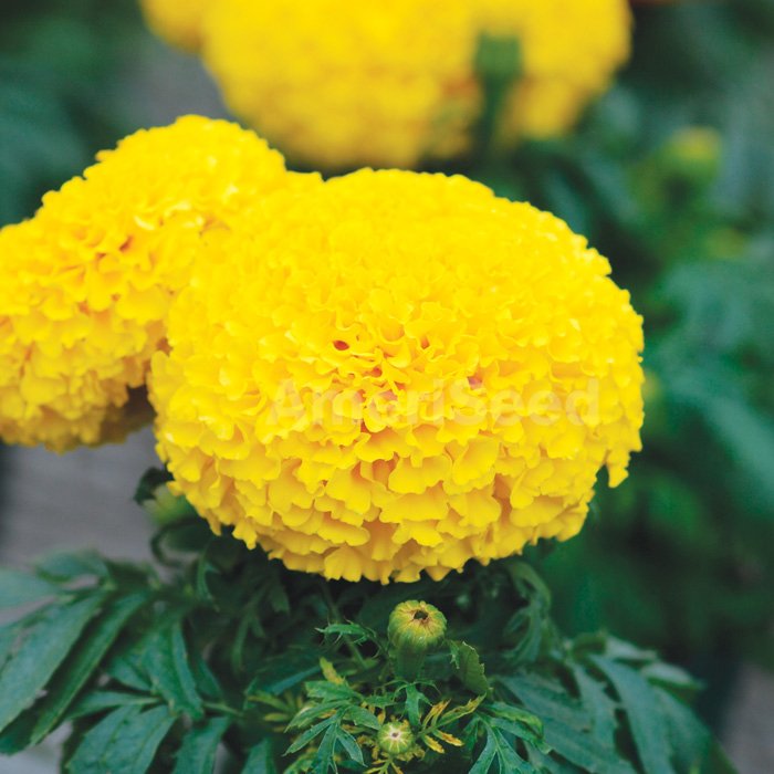 Marigold Sunbeam Yellow – AmeriSeed