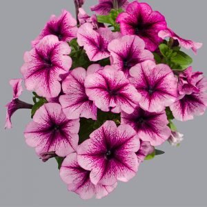 Petunia Mambo GP natural dwarf – AmeriSeed