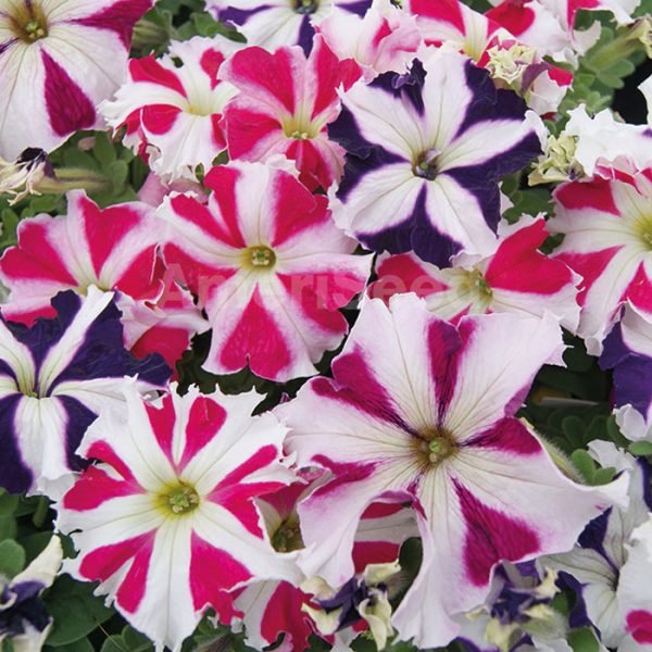 Petunia Mambo GP natural dwarf – AmeriSeed